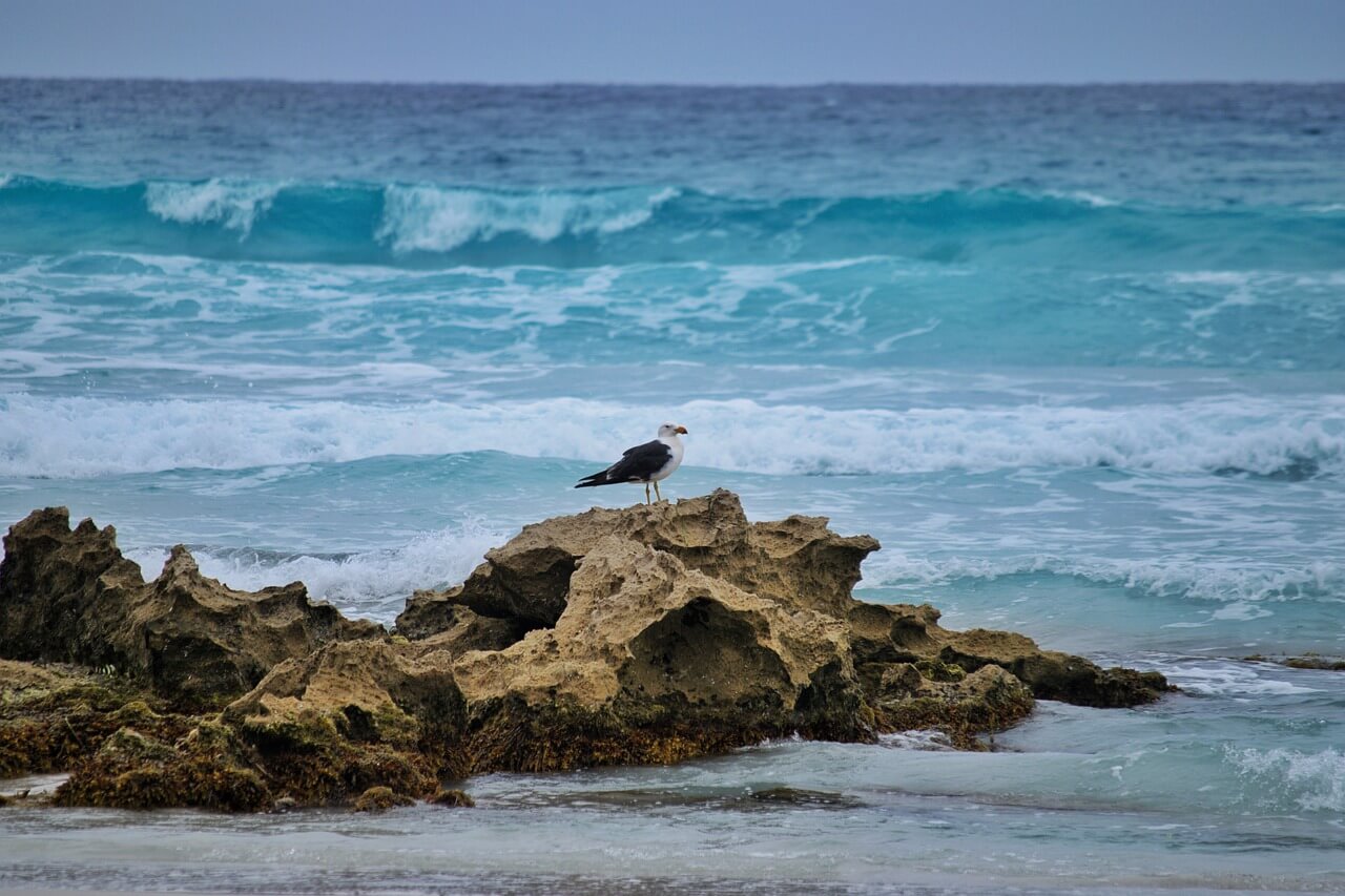 World Environment Day - Albatross Foundation
